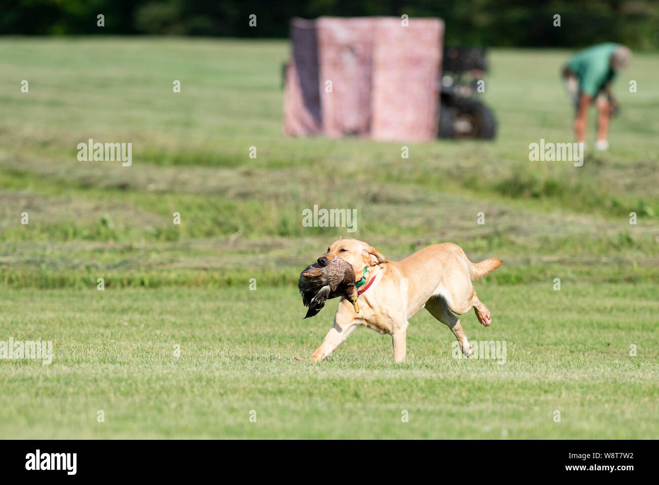 Dog Training with Labrador Retrievers Stock Photo - Alamy