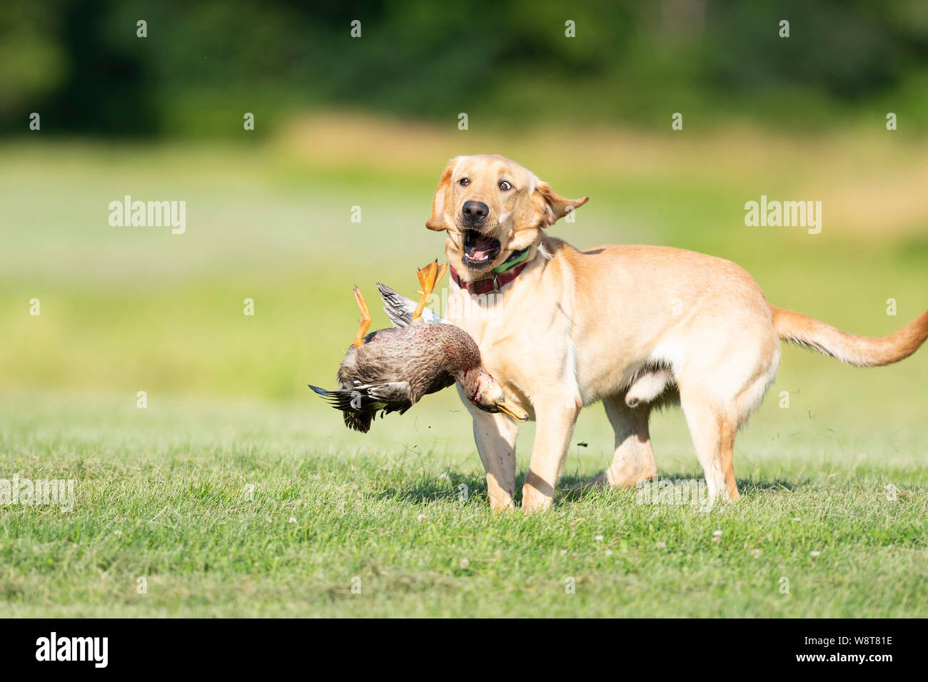 Dog Training with Labrador Retrievers Stock Photo - Alamy