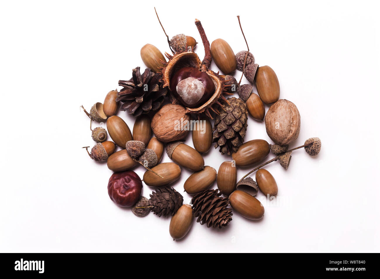 Composition of chestnut, pine cones, acorns on a white background ...