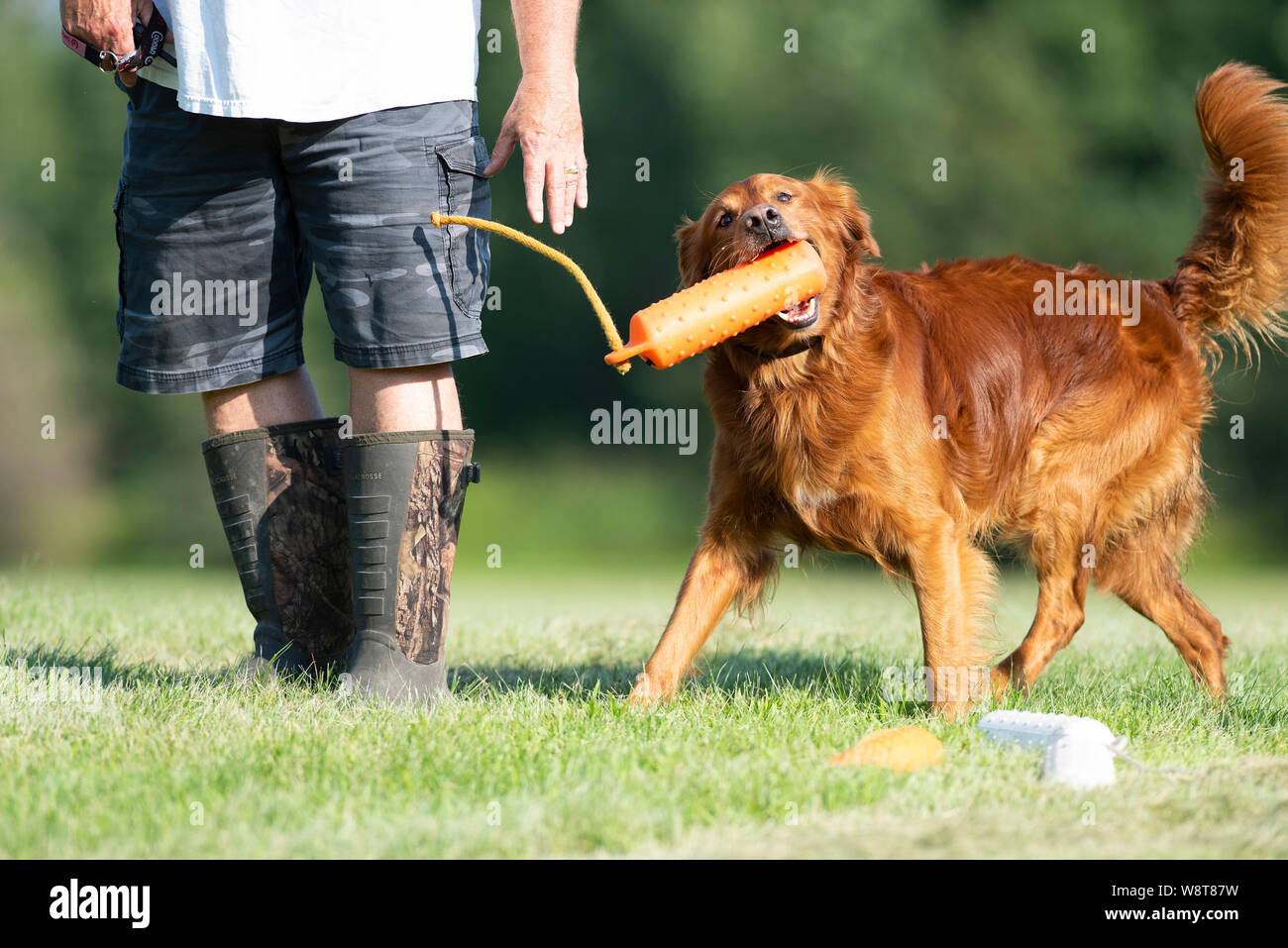 Golden retriever training hi-res stock photography and images - Alamy