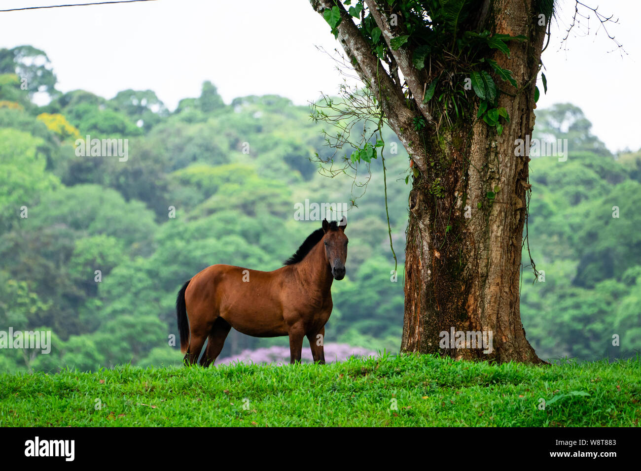 Horse in the landscape Stock Photo - Alamy
