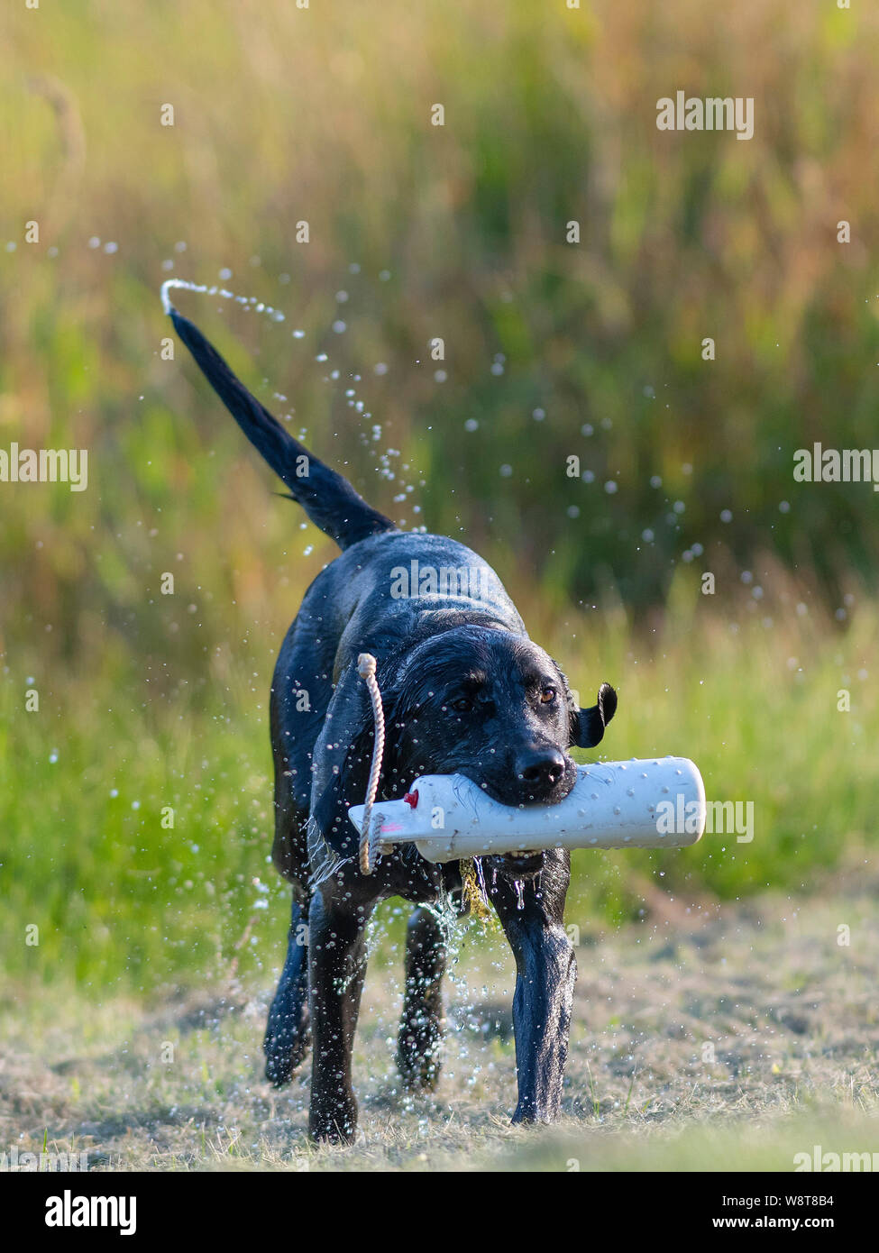 Yellow labrador retriever retrieving duck hi-res stock photography and ...