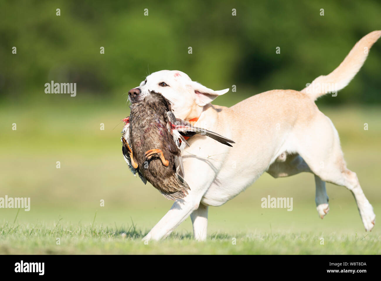 Yellow labrador retriever retrieving duck hi-res stock photography and ...
