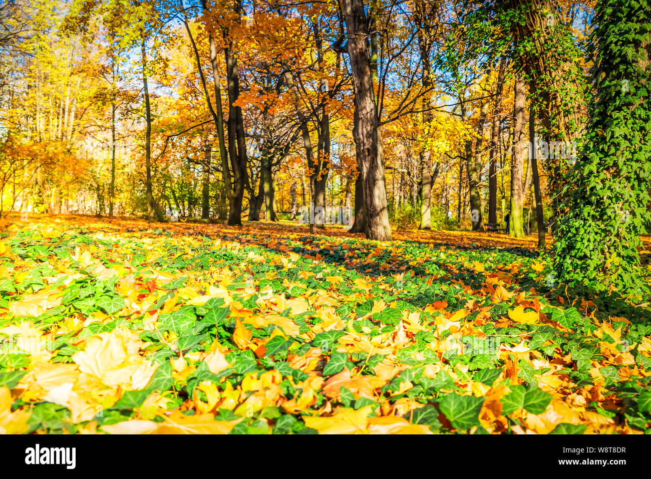 Vibrant fall foliage Stock Photo - Alamy