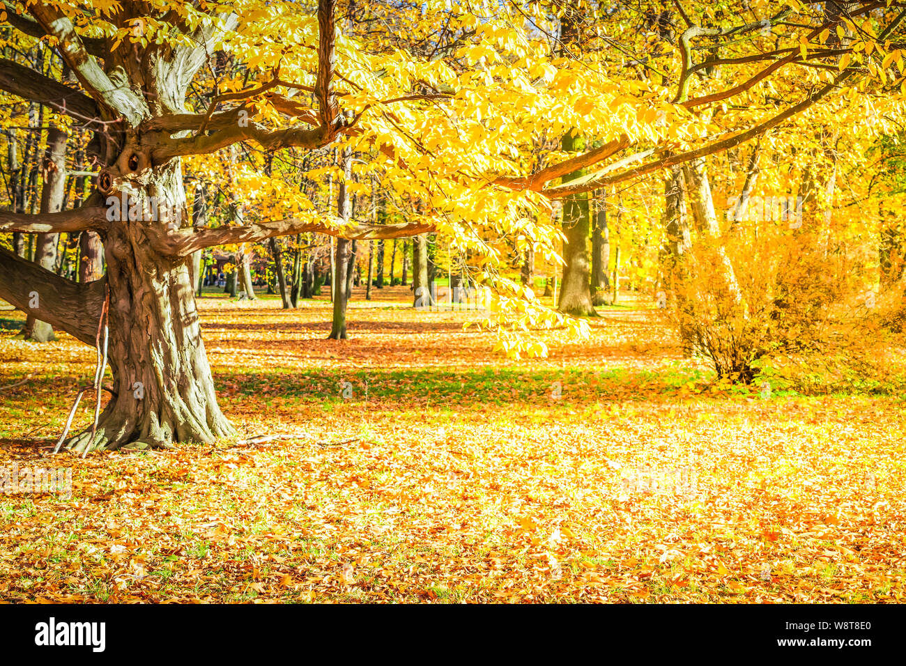 Vibrant fall foliage Stock Photo - Alamy