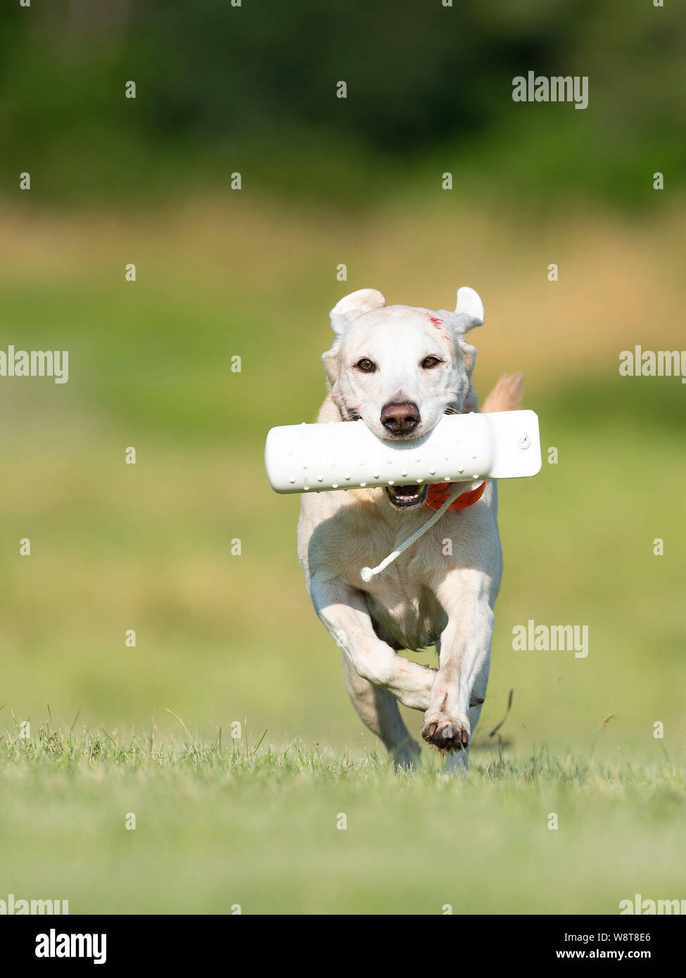 Yellow labrador retriever retrieving duck hi-res stock photography and ...