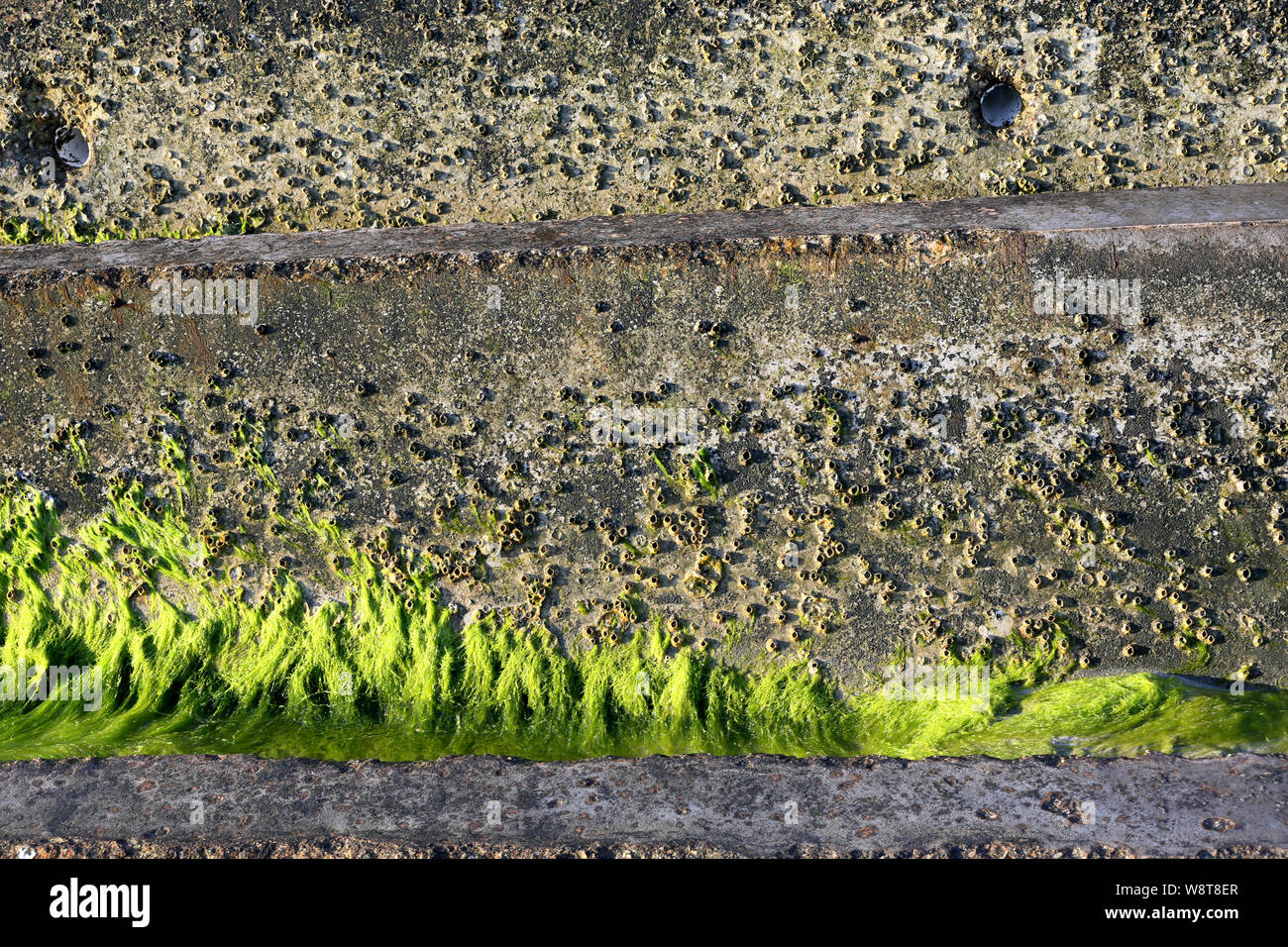 Algae concrete hi-res stock photography and images - Alamy