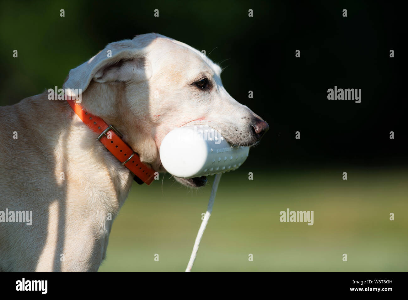 Yellow labrador retriever retrieving duck hi-res stock photography and ...