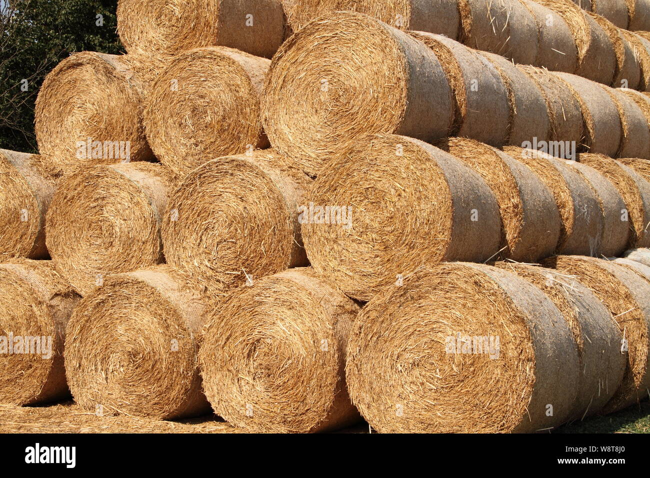 straw bales stacked on the field Stock Photo - Alamy