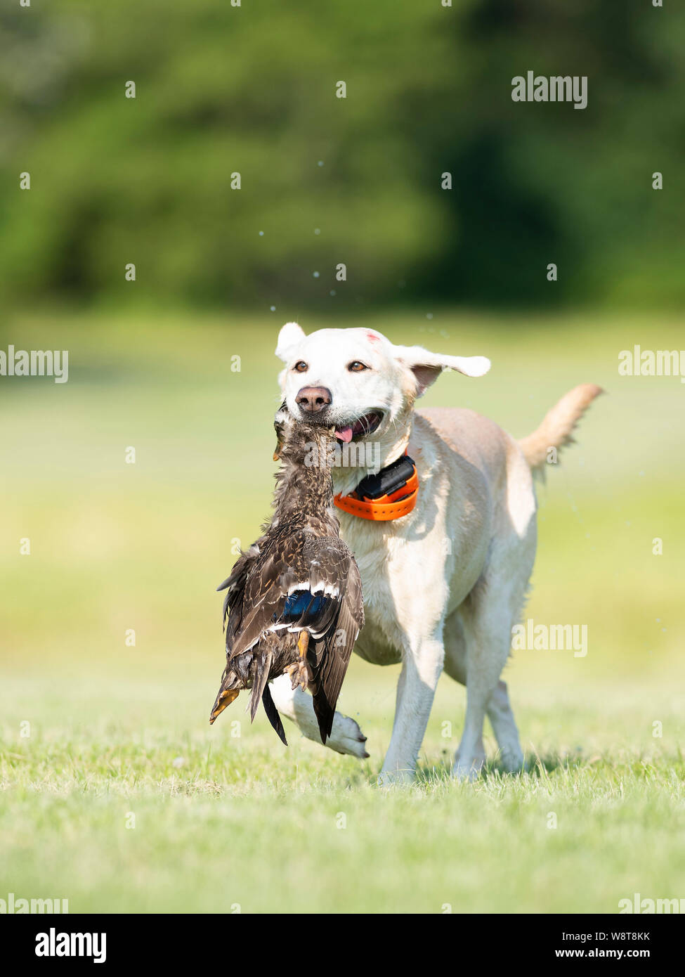 Dog Training with Labrador Retrievers Stock Photo - Alamy