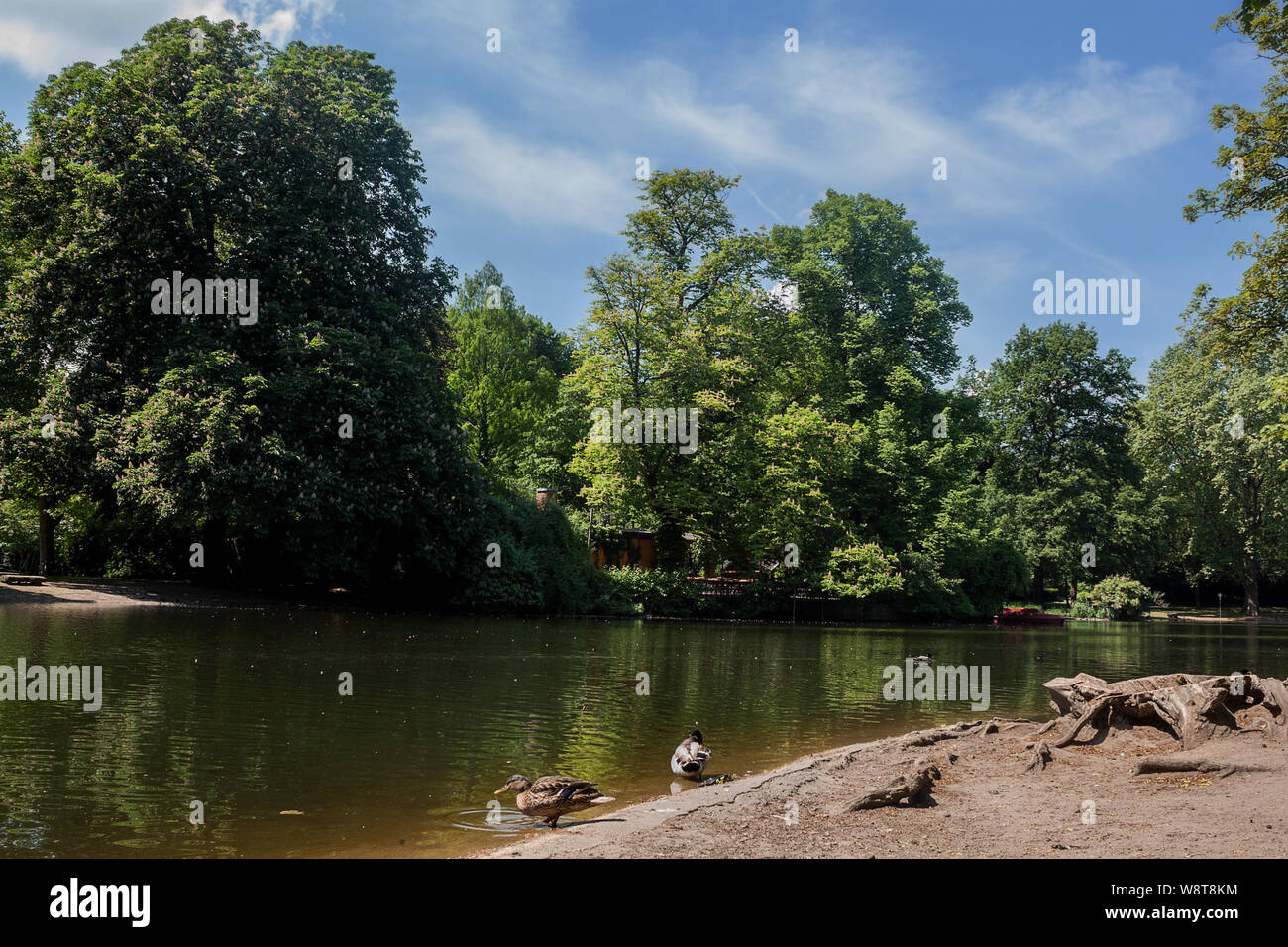 Beautiful natural landscape with cute ducks enjoying on the lake Stock ...