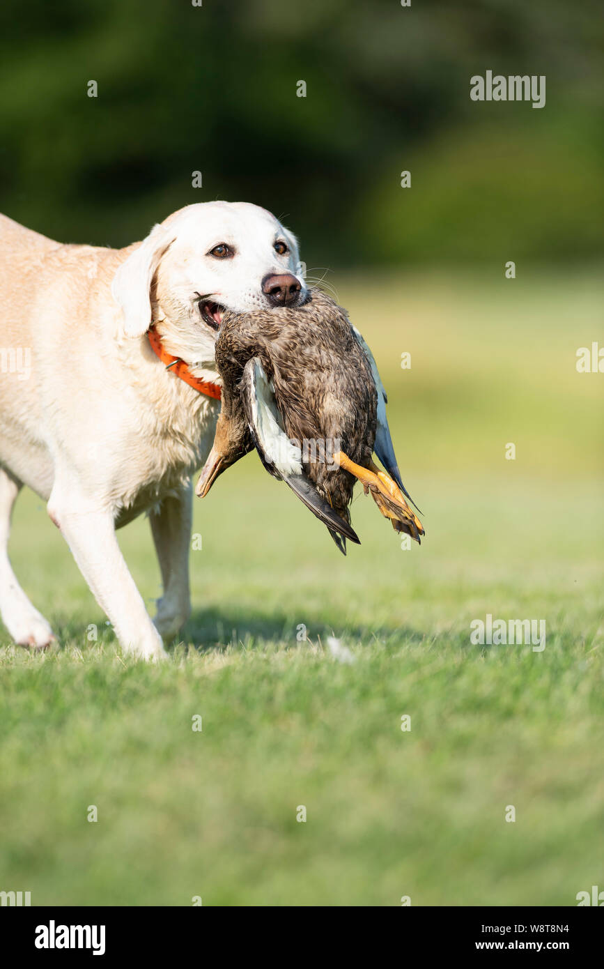 Dog Training with Labrador Retrievers Stock Photo - Alamy