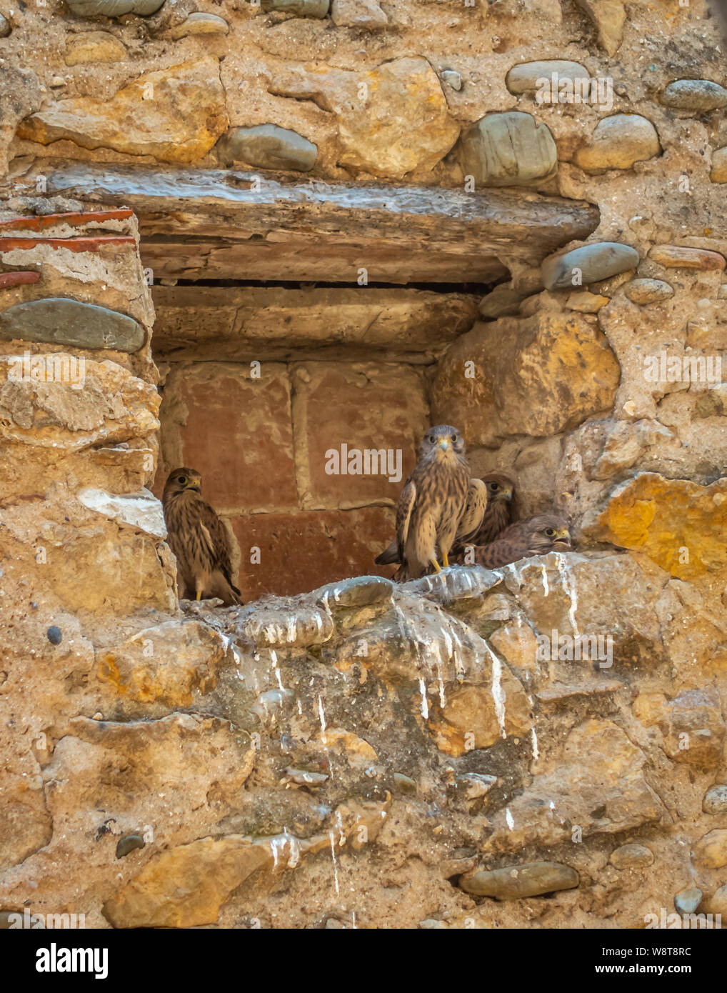 4 young Common Kestrel birds of pray in their nesting place ( falco ...