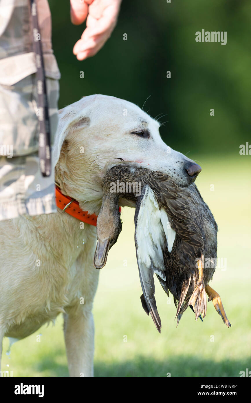 Yellow Labrador Retriever Retrieving Duck High Resolution Stock ...