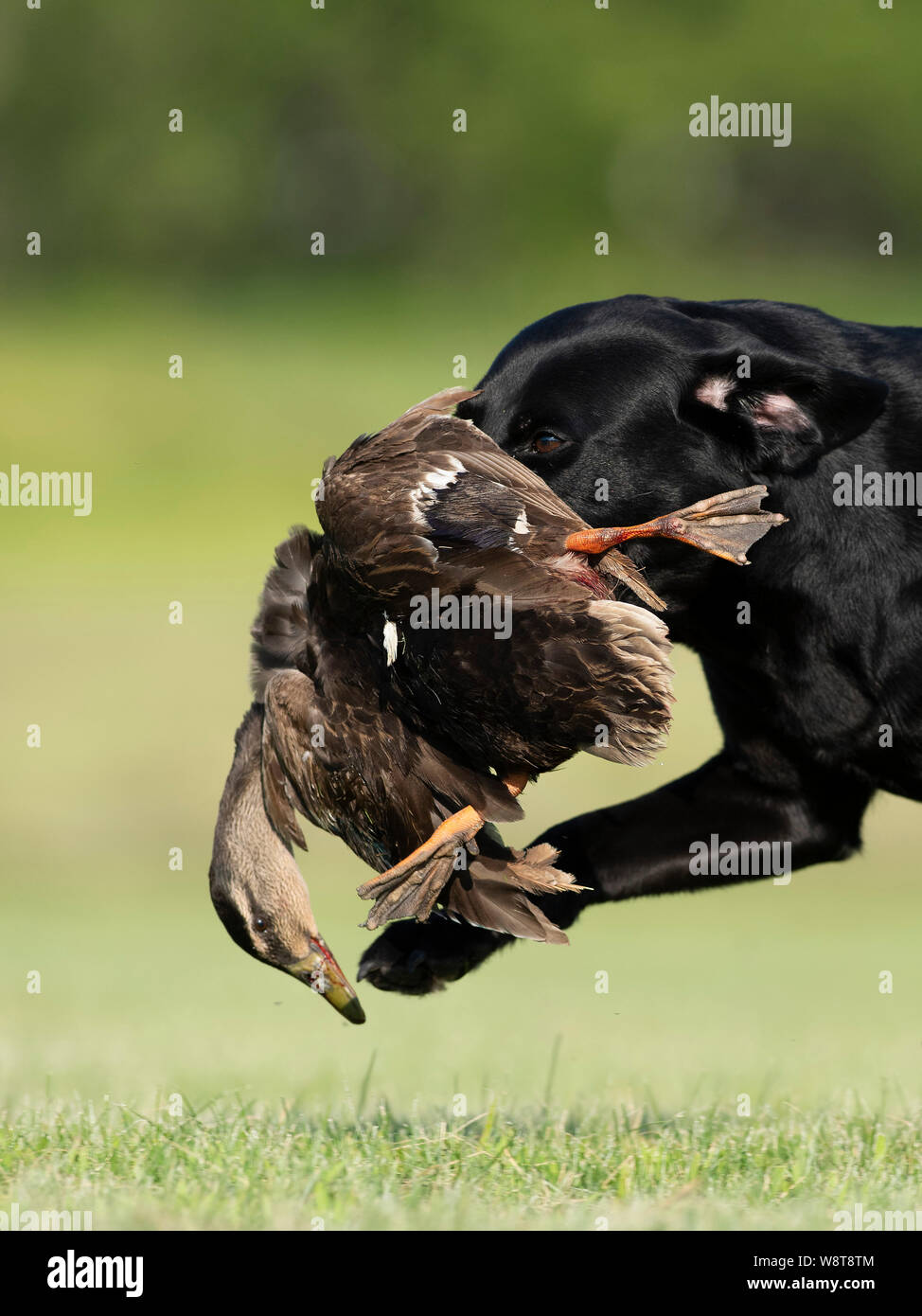 Dog Training with Labrador Retrievers Stock Photo - Alamy