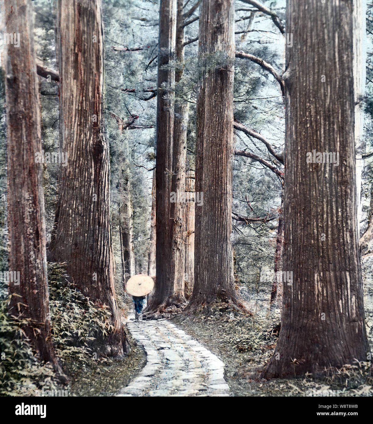 [ 1890s Japan - Japanese Cedar Trees in Nikko ] — A man with a parasol ...
