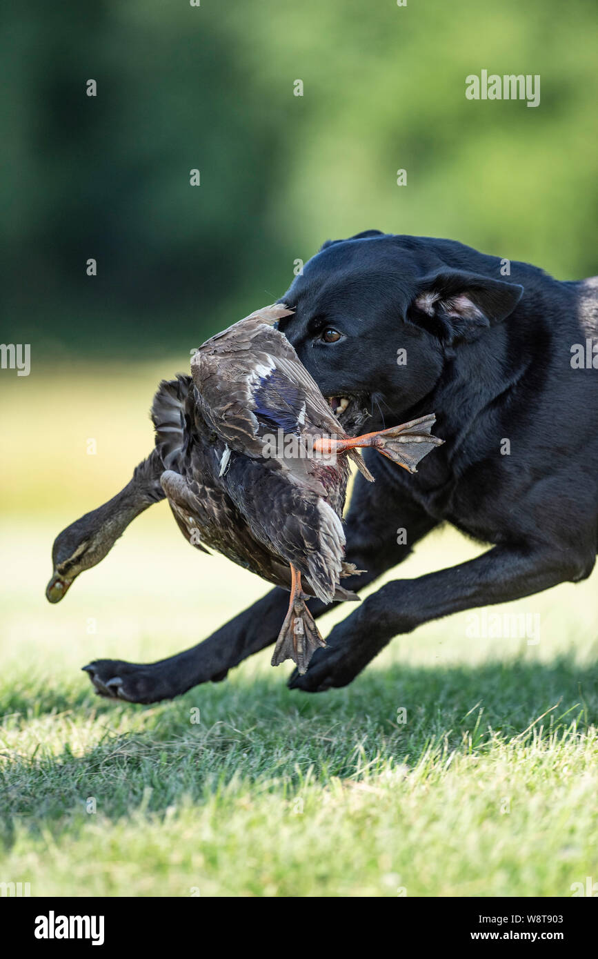 Yellow labrador retriever retrieving duck hi-res stock photography and ...