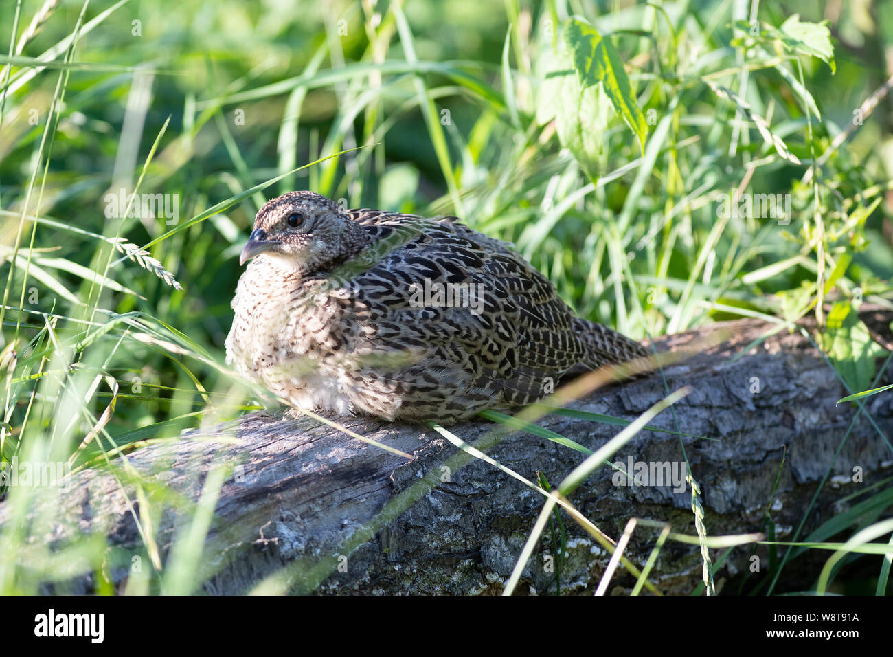 Young pheasants hi-res stock photography and images - Alamy