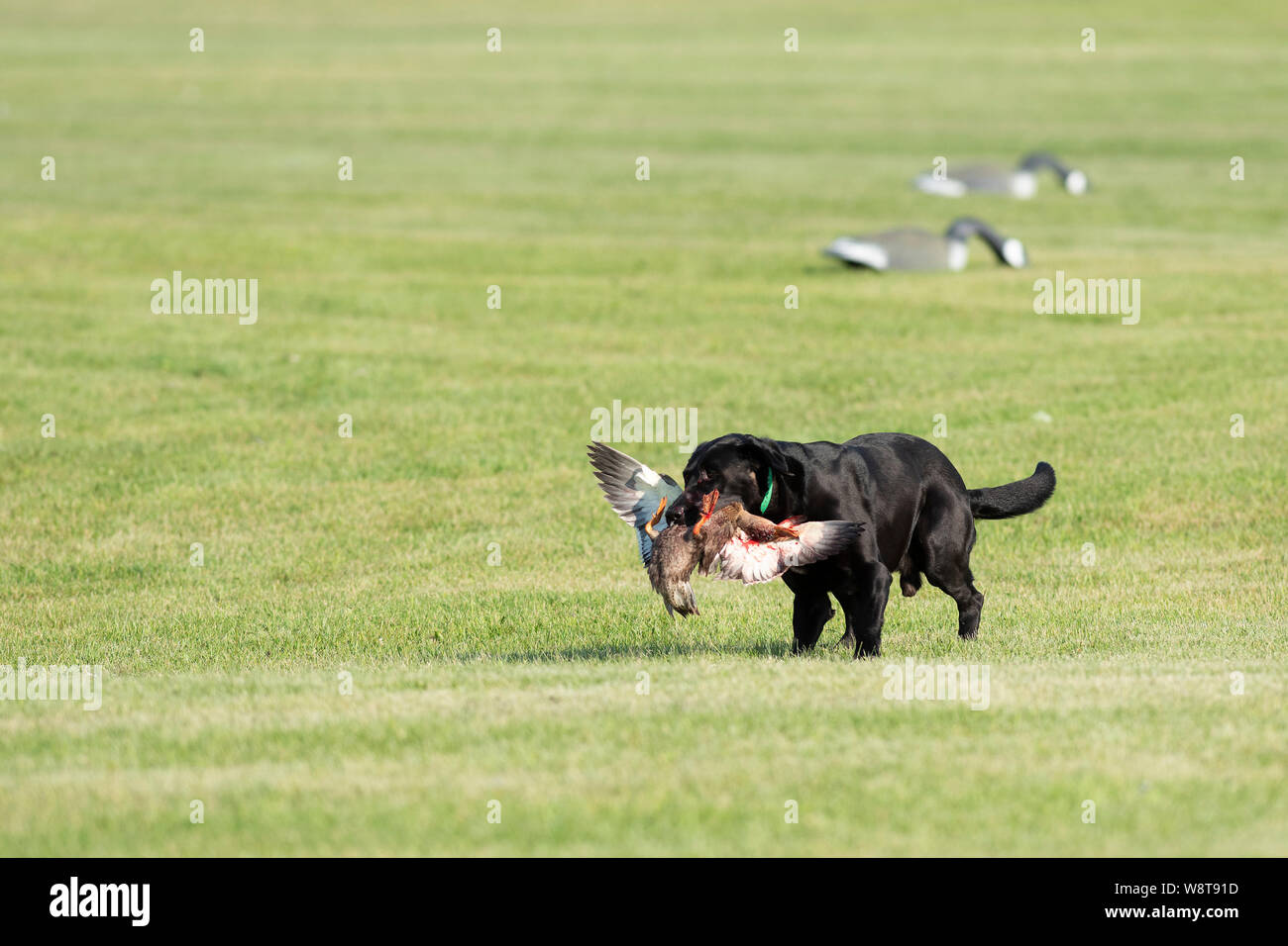 Dog Training with Labrador Retrievers Stock Photo - Alamy