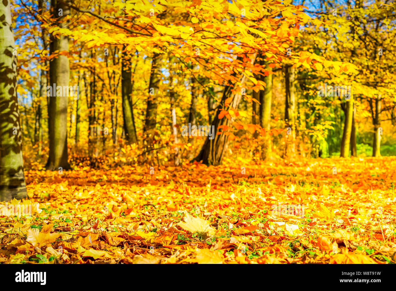 Vibrant fall foliage Stock Photo - Alamy