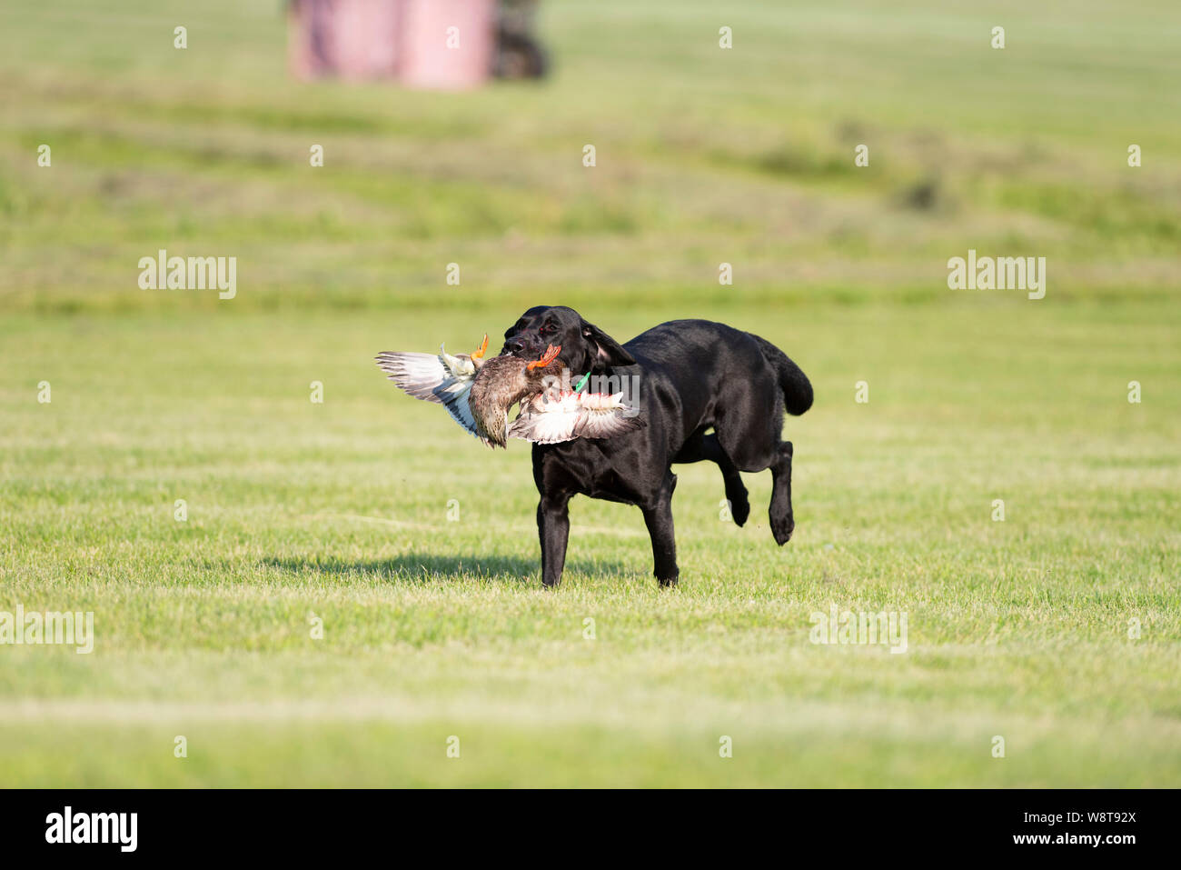 Dog Training with Labrador Retrievers Stock Photo - Alamy
