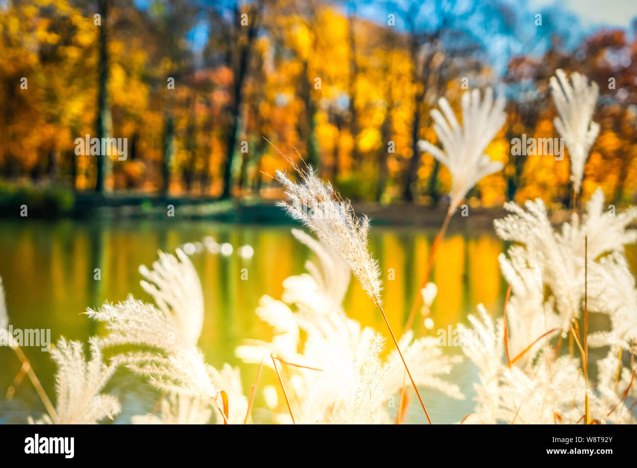 Vibrant fall foliage Stock Photo - Alamy