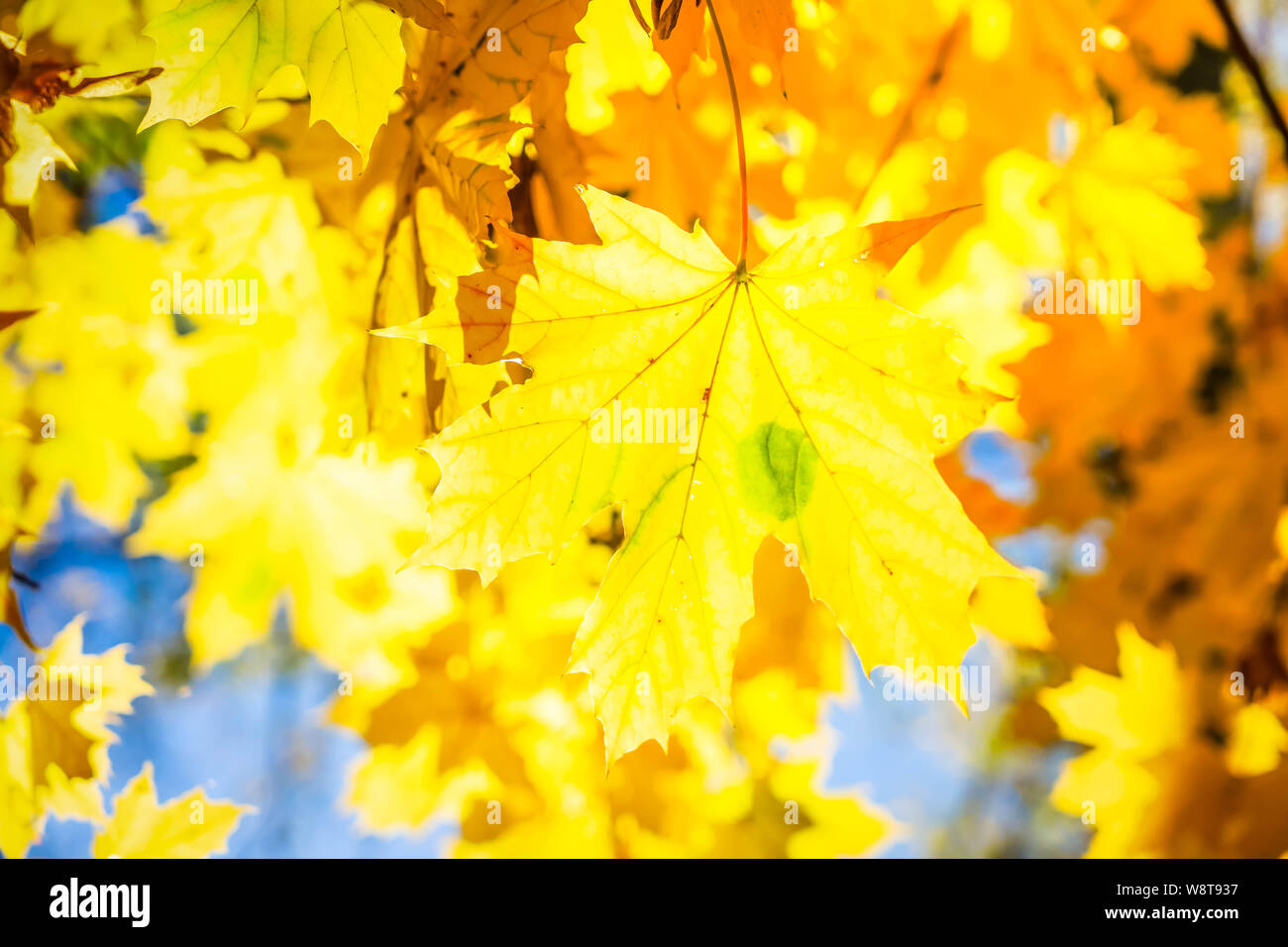 fall maple leaves Stock Photo - Alamy