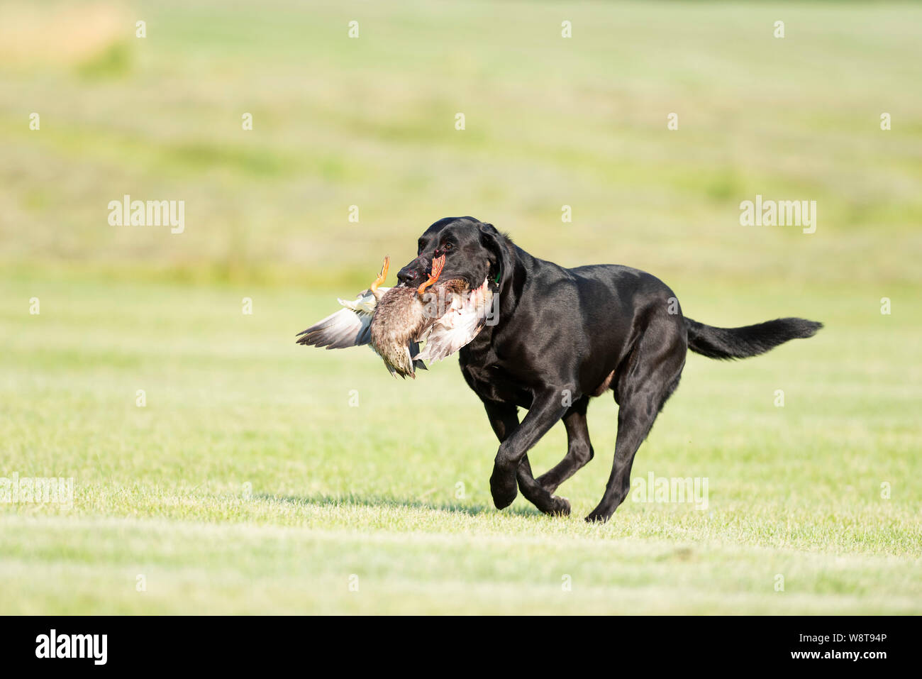 Dog Training with Labrador Retrievers Stock Photo - Alamy