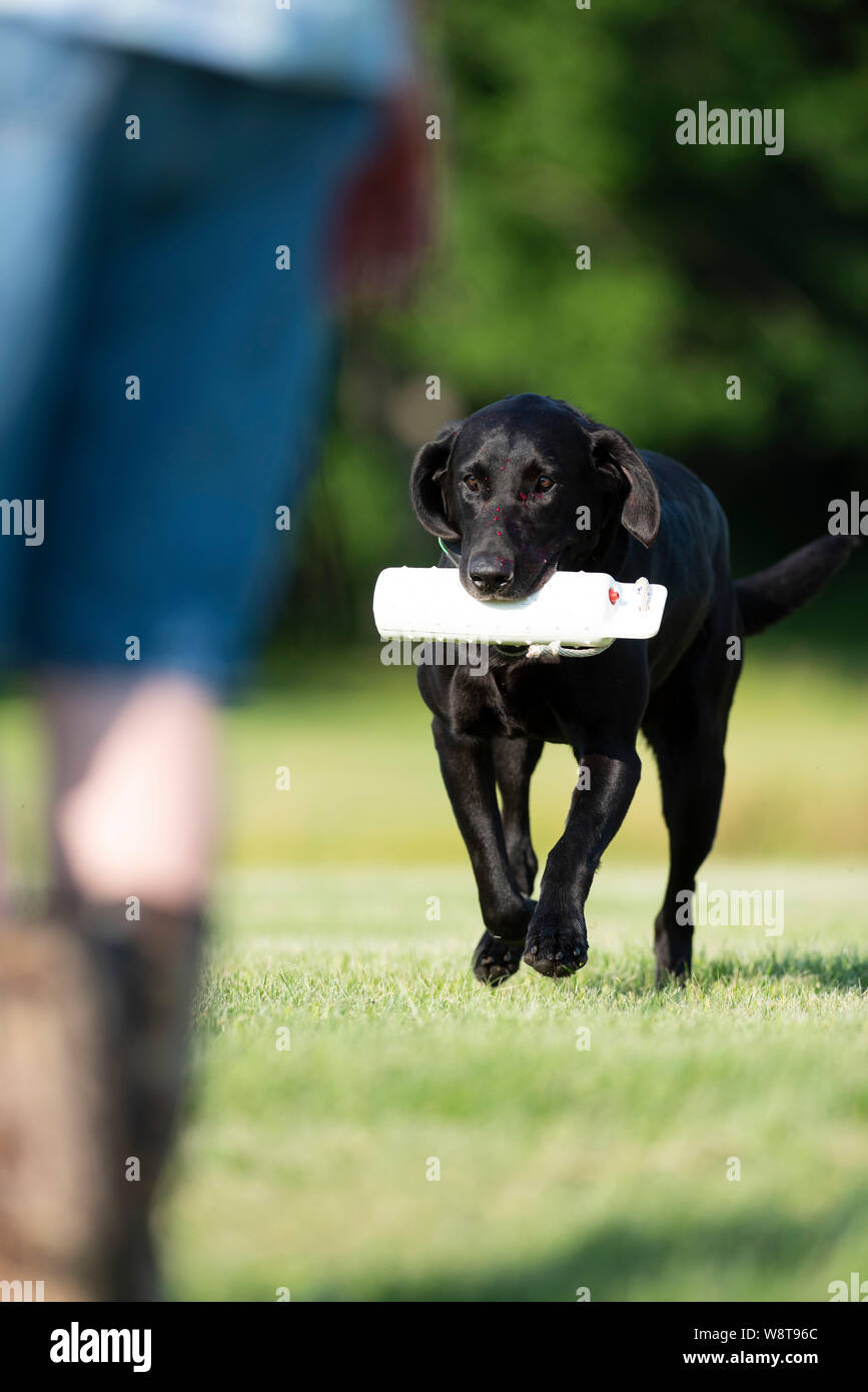 Yellow labrador retriever retrieving duck hi-res stock photography and ...