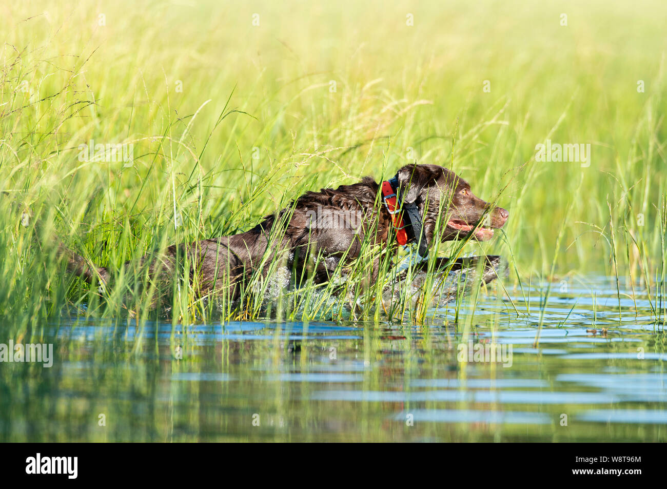 Yellow Labrador Retriever Retrieving Duck High Resolution Stock ...