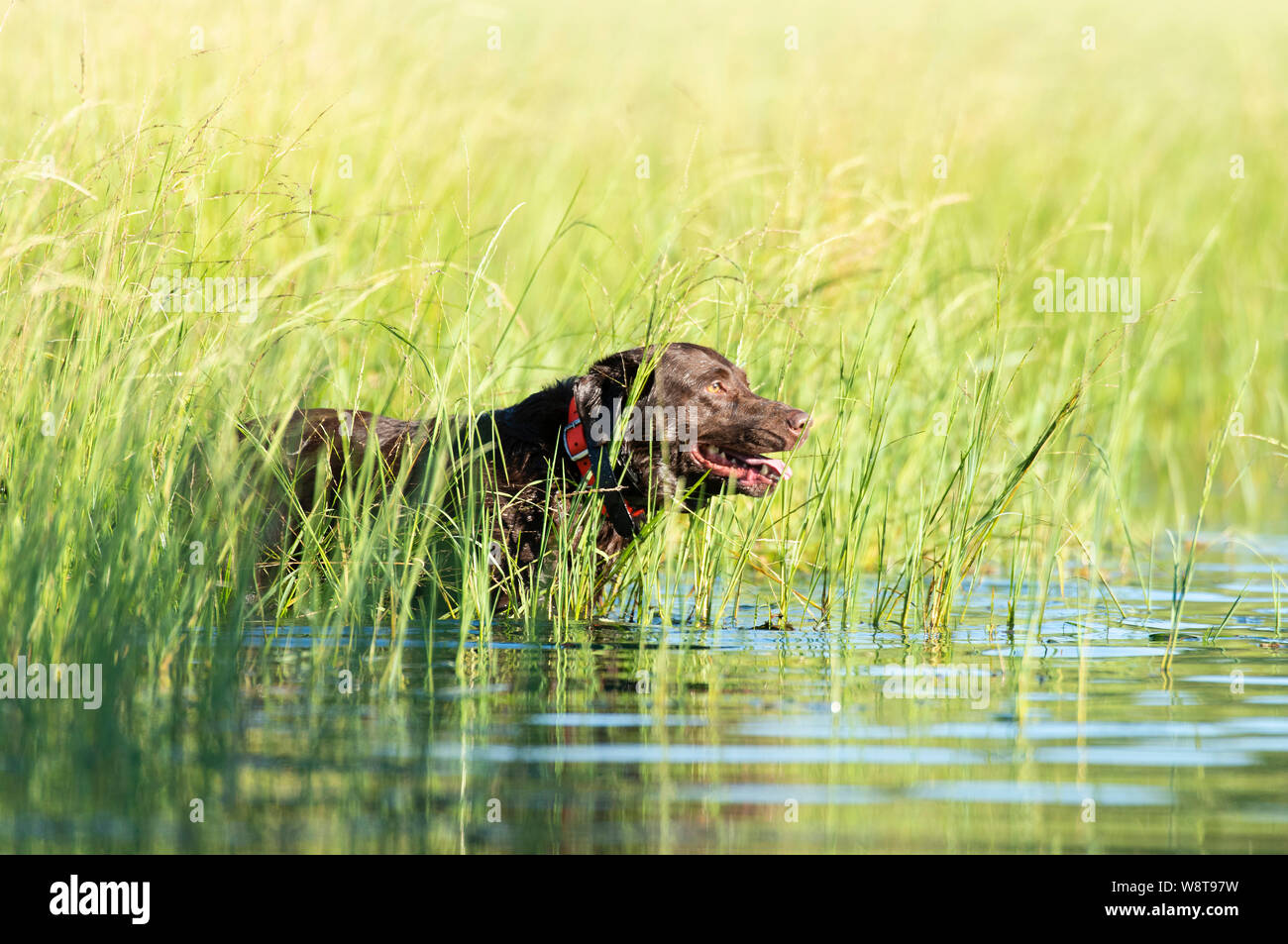 Dog Training with Labrador Retrievers Stock Photo - Alamy