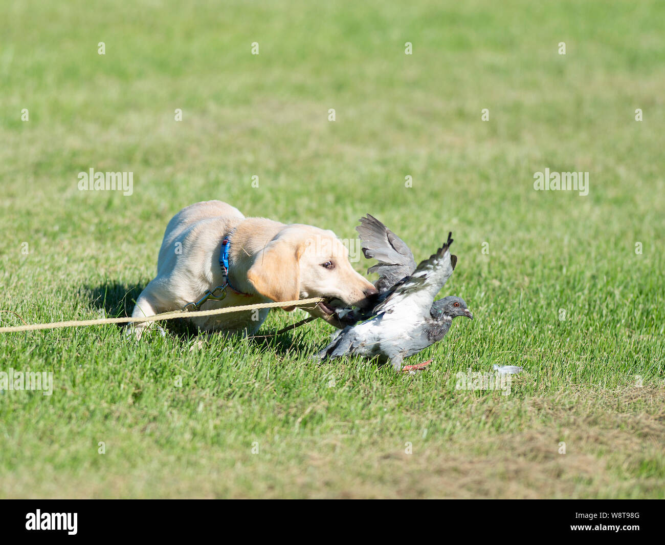 A young yellow Labrador Retriever training with a pigeon Stock Photo ...