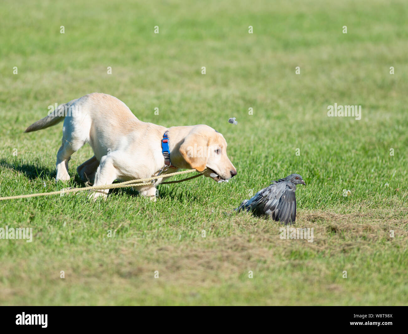 Young yellow labrador retriever hi-res stock photography and images - Alamy