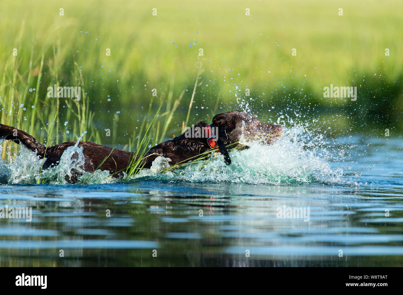 Dog training with Labrador Retrievers Stock Photo - Alamy