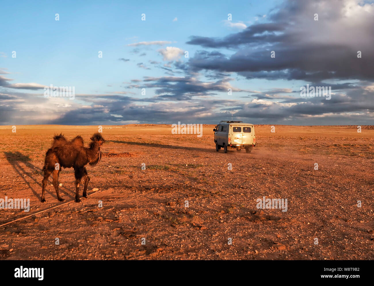 29th June, 2019: Two humps Camel and a Russian Van at the Gobi Desert ...