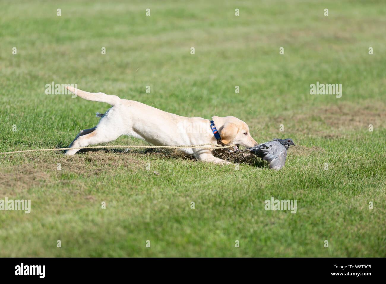 Young yellow labrador retriever hi-res stock photography and images - Alamy
