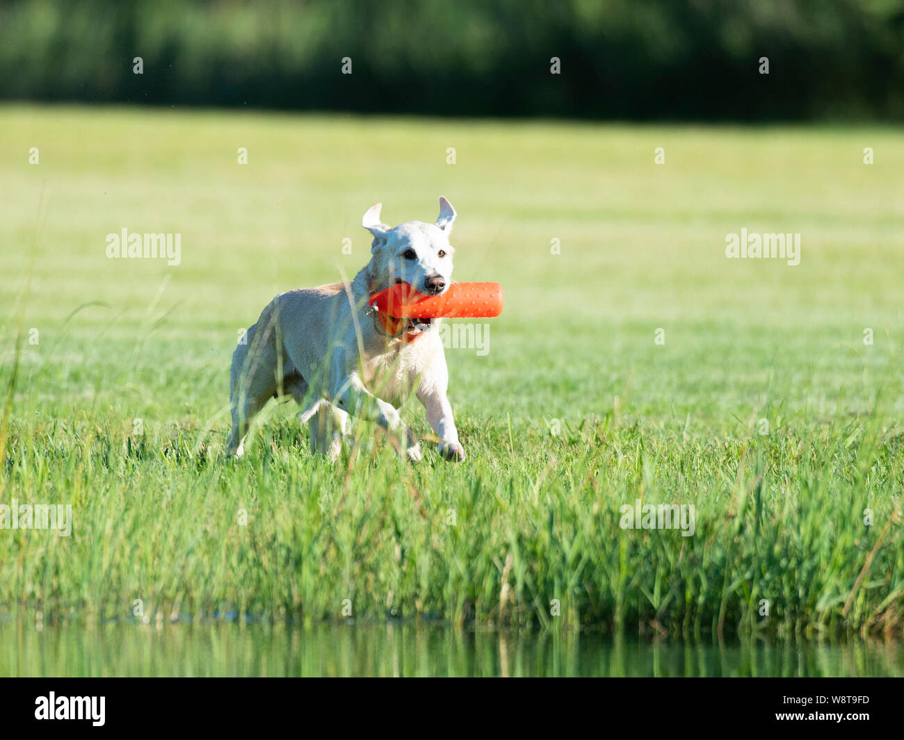 Dog training with Labrador Retrievers Stock Photo - Alamy