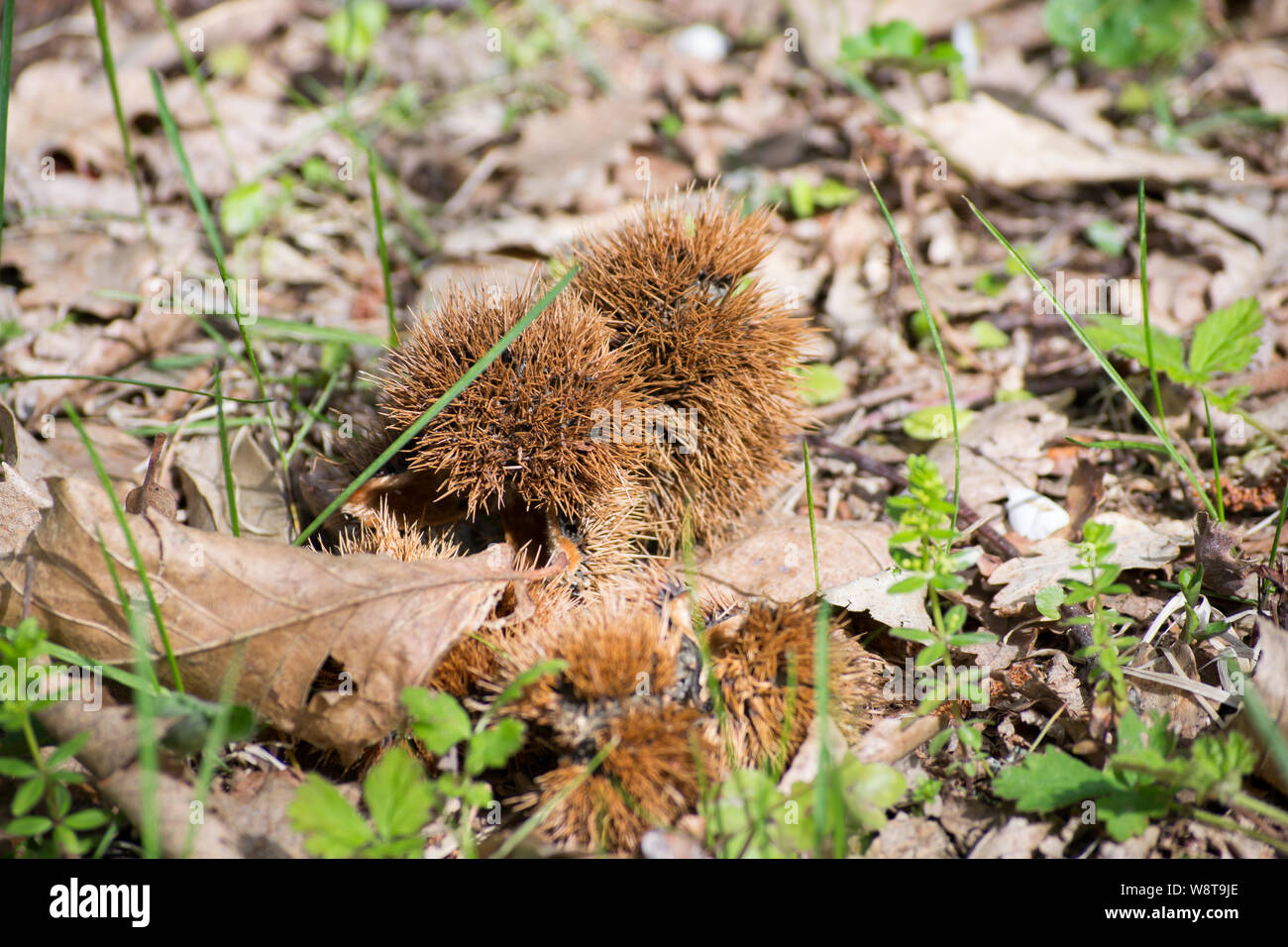 Some chestnut hedgehogsfound on the ground in the forest Stock Photo ...