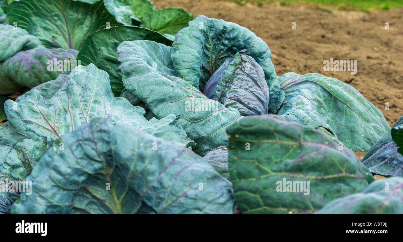 red cabbage growing on a patch in a self sufficient organic garden ...
