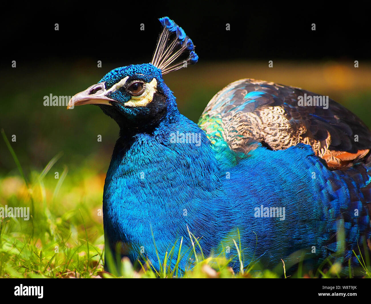 Brilliant Peacock High Resolution Stock Photography and Images - Alamy