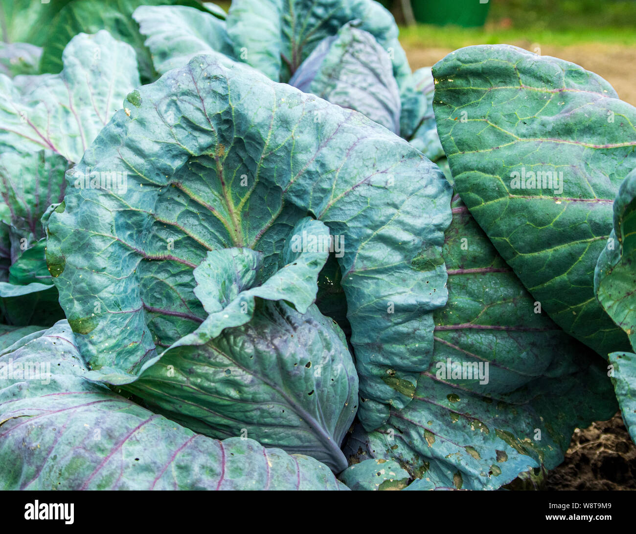Red white cabbage growing hi-res stock photography and images - Alamy