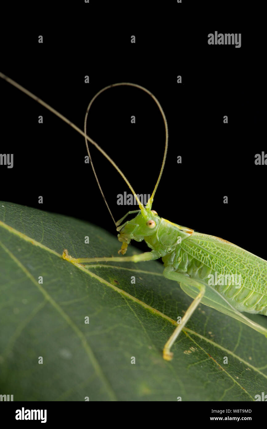 Cricket preening antenna hi-res stock photography and images - Alamy
