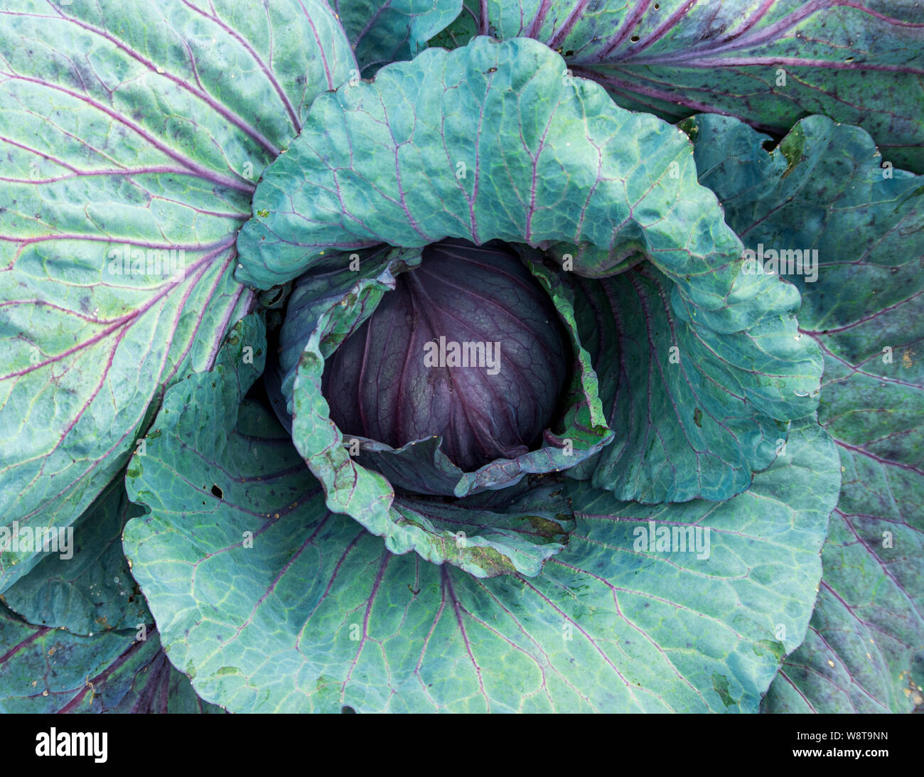 Cabbage head hi-res stock photography and images - Alamy