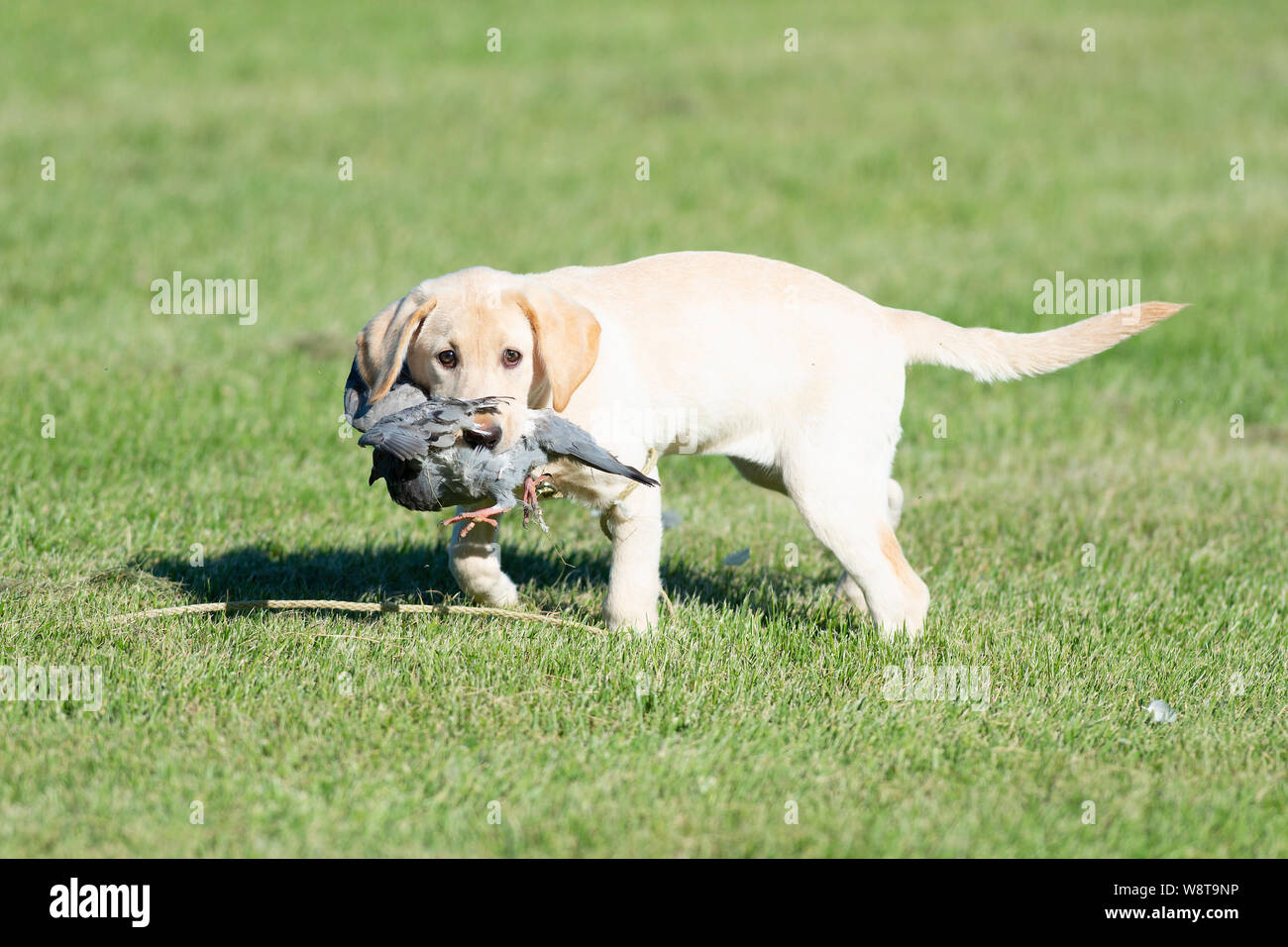 A young yellow Labrador Retriever training with a pigeon Stock Photo ...