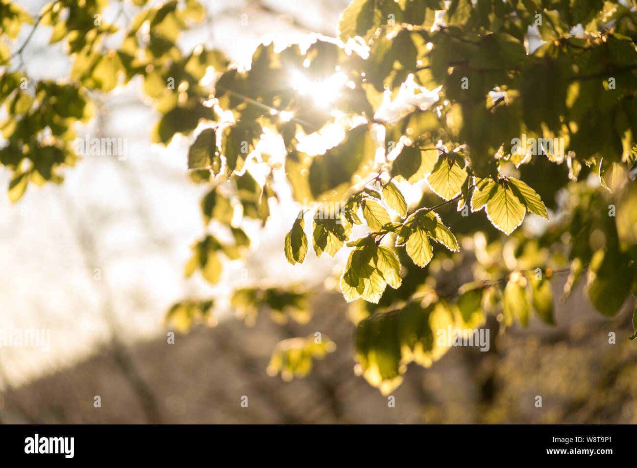 Some beech tree leaves backlit by a warm morning light in the forest ...