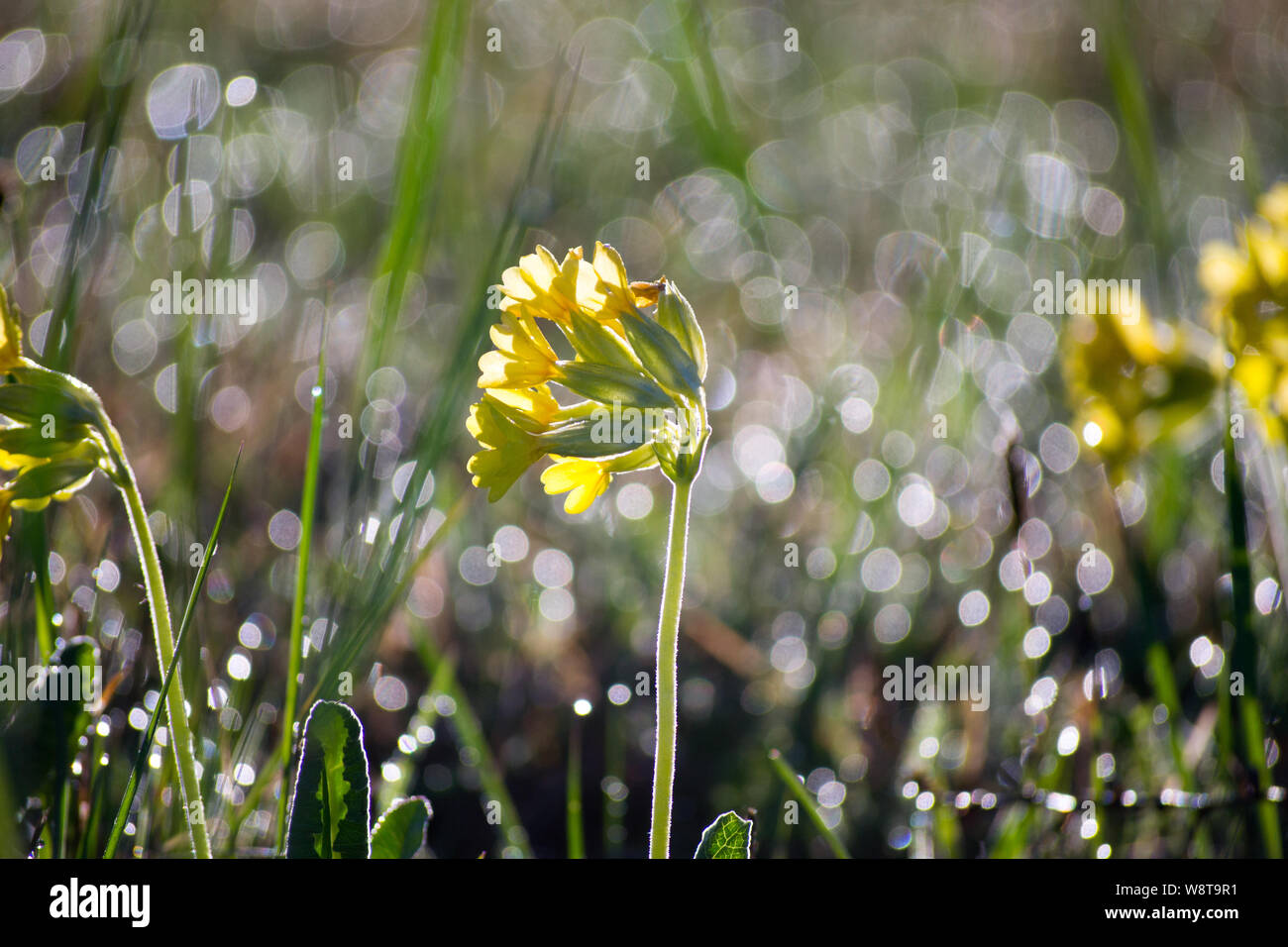 Yellow flowers backlit in the morning light Stock Photo - Alamy