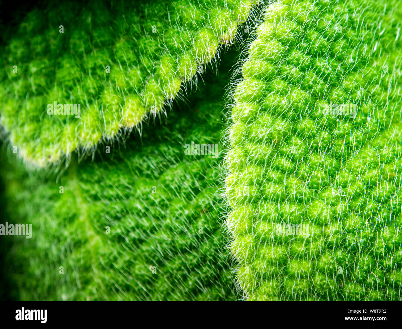 Leaves adorned with thick fur on the leaf surface Stock Photo - Alamy