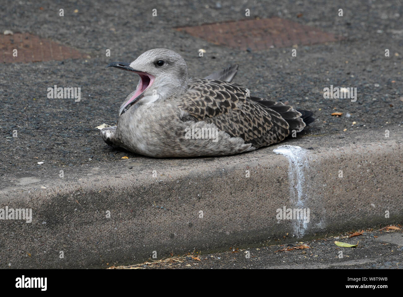 Attacking seagull hi-res stock photography and images - Alamy