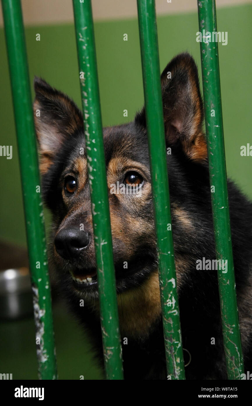 Far Forest Rescue, Green Gap Kennels - rescue dogs looking for homes ...