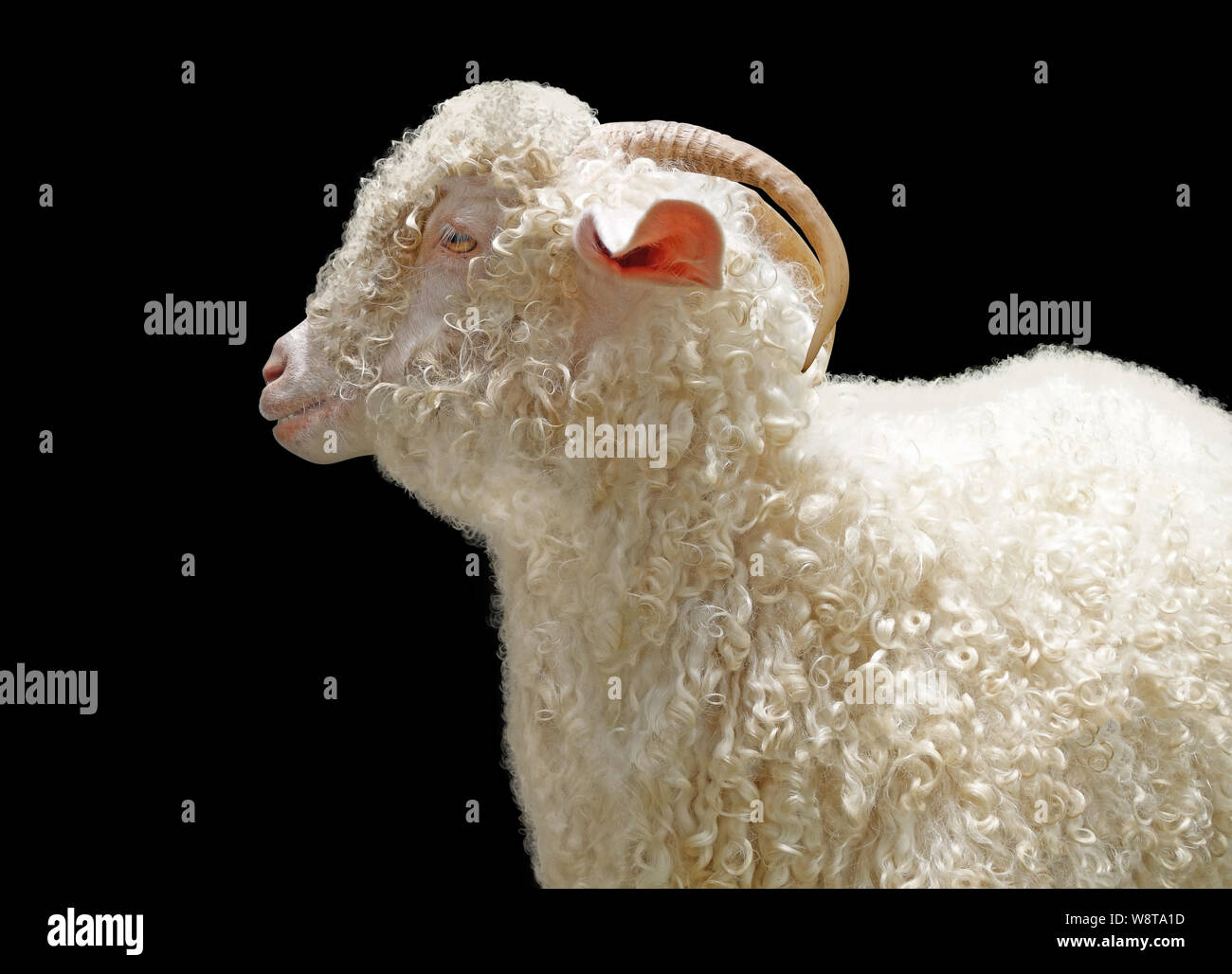 sheep isolated on a black background Stock Photo - Alamy